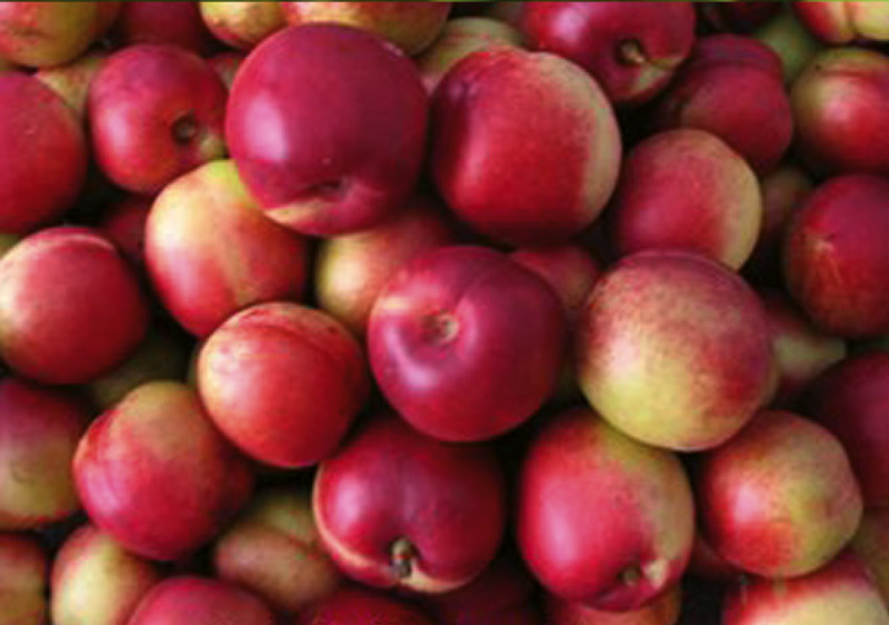 Brugnons et Pêchers